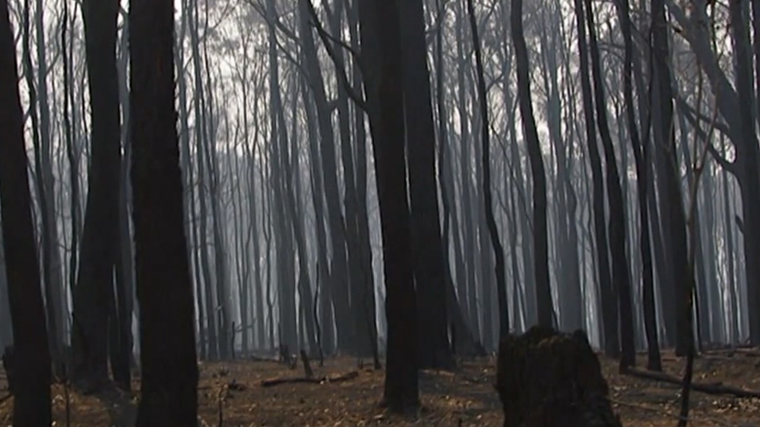 Commemorating the Black Saturday Bushfires - ACTF Education